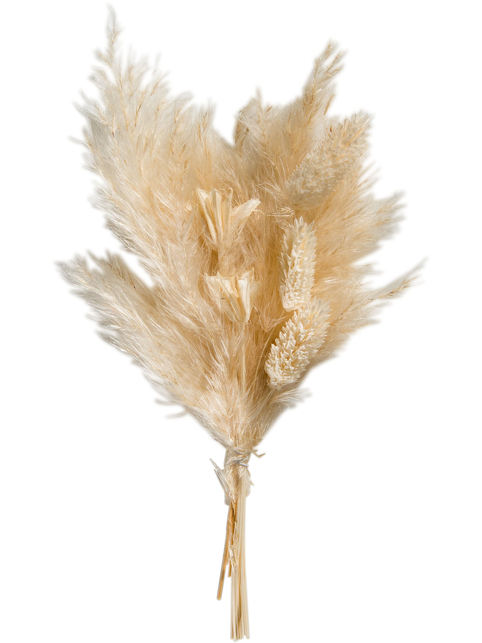 Trockenblume von Kibek - Pampi in Beige, 20 cm